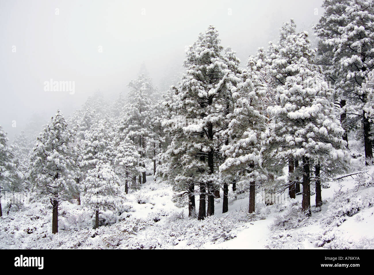 Evergreen trees covered in fresh snow in the fog Near Lake Tahoe in the ...