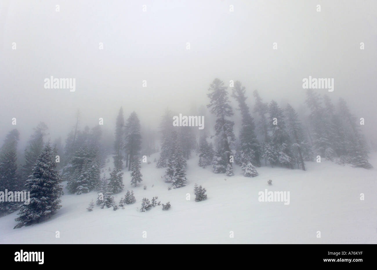 Evergreen trees covered in fresh snow in the fog Near Lake Tahoe in the ...