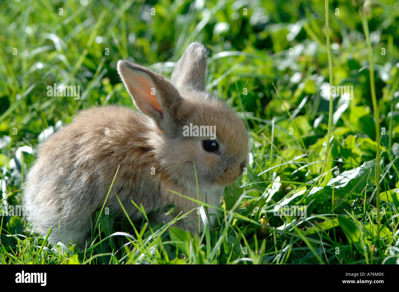 Rabbit in meadow, close-up Stock Photo - Alamy