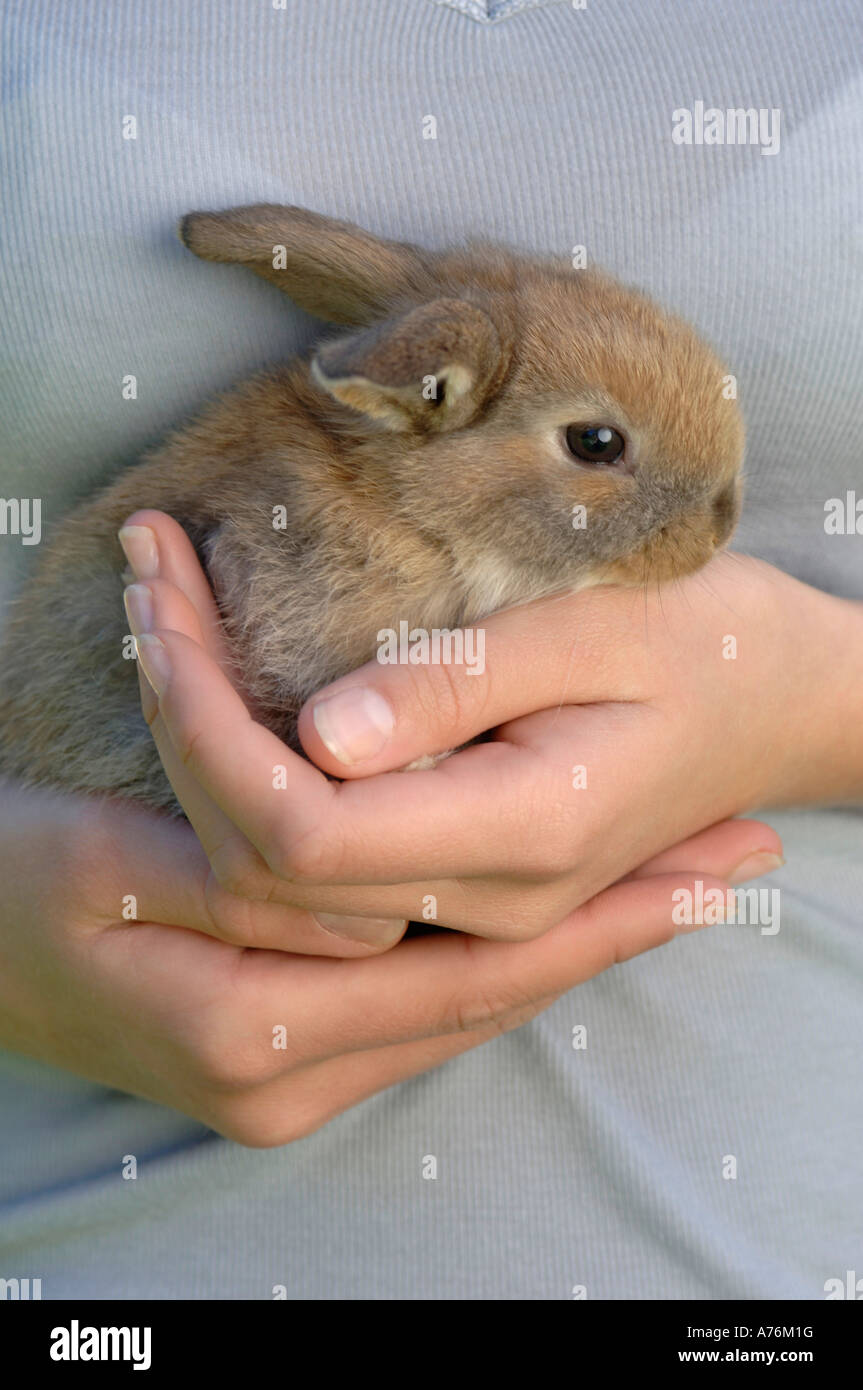 Brown rabbit part hi-res stock photography and images - Alamy