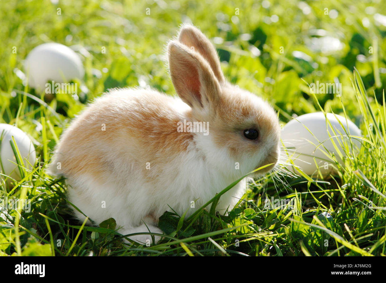 Rabbit sitting in meadow, close-up Stock Photo - Alamy