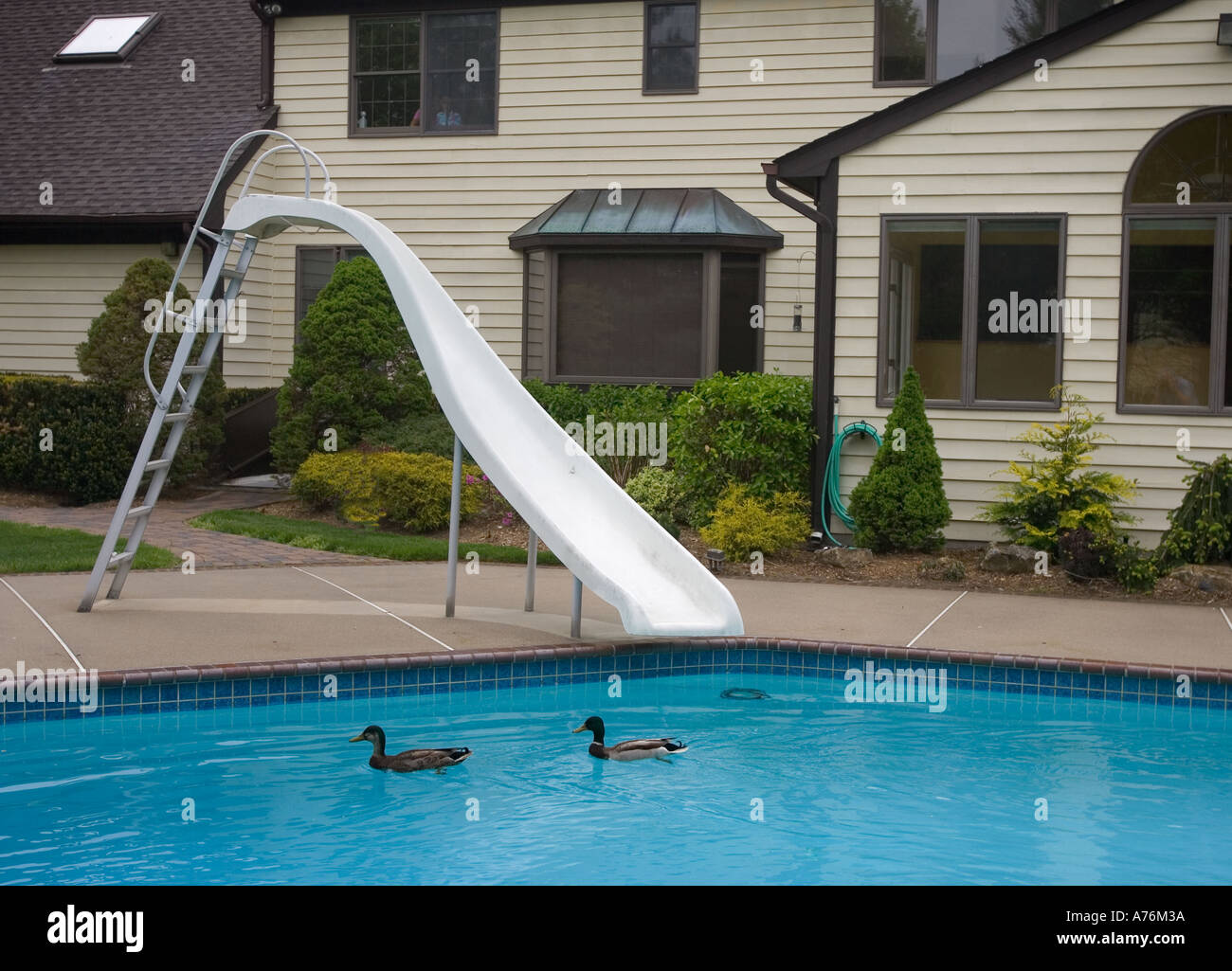 Ducks in a backyard pool Stock Photo - Alamy