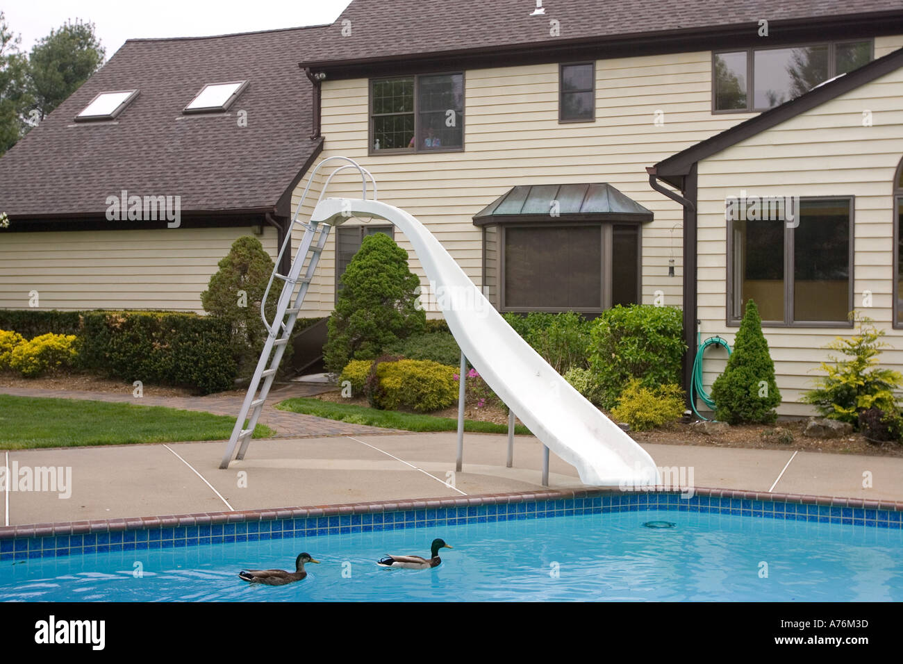 Ducks in a suburban backyard swimming pool Stock Photo - Alamy