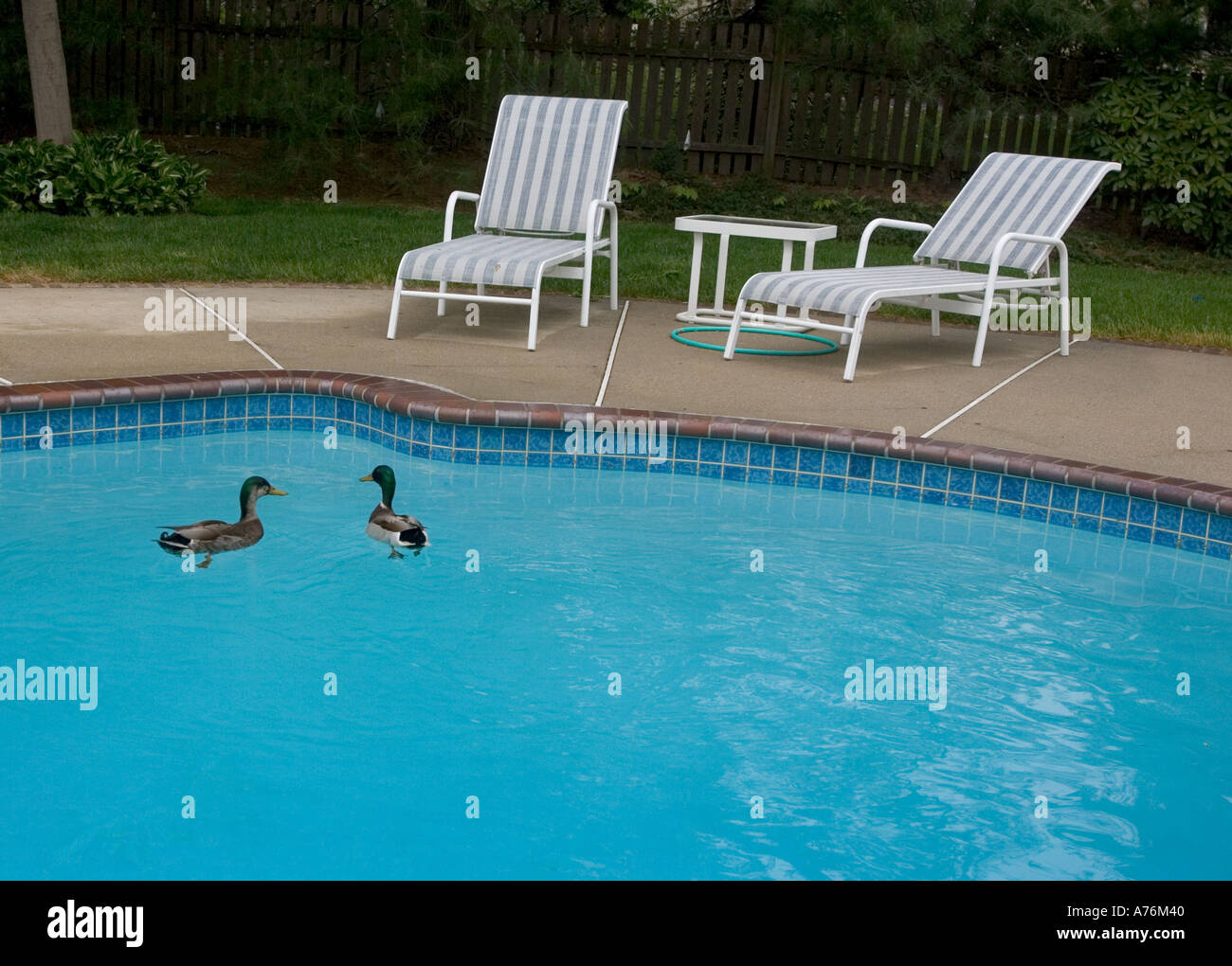 Ducks in a backyard pool Stock Photo - Alamy