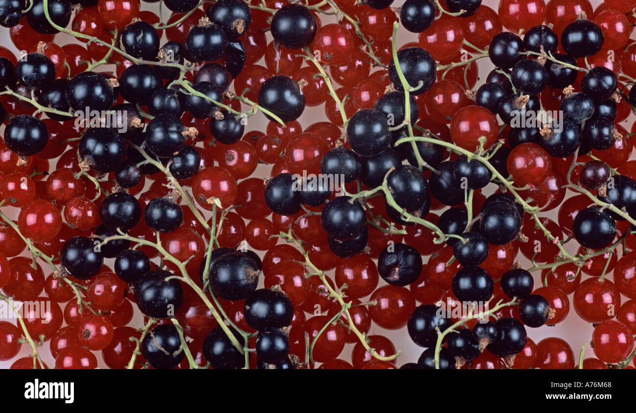 Johannisbeere schwarz hi-res stock photography and images - Alamy