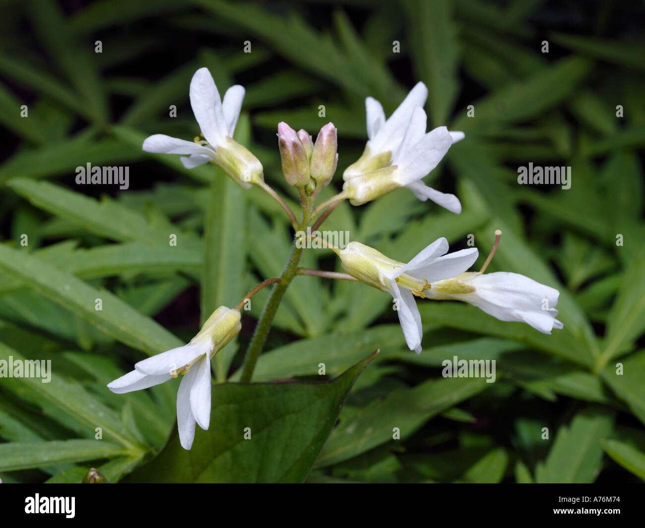 Cut leaved Toothwort Dentaria laciniata Stock Photo - Alamy