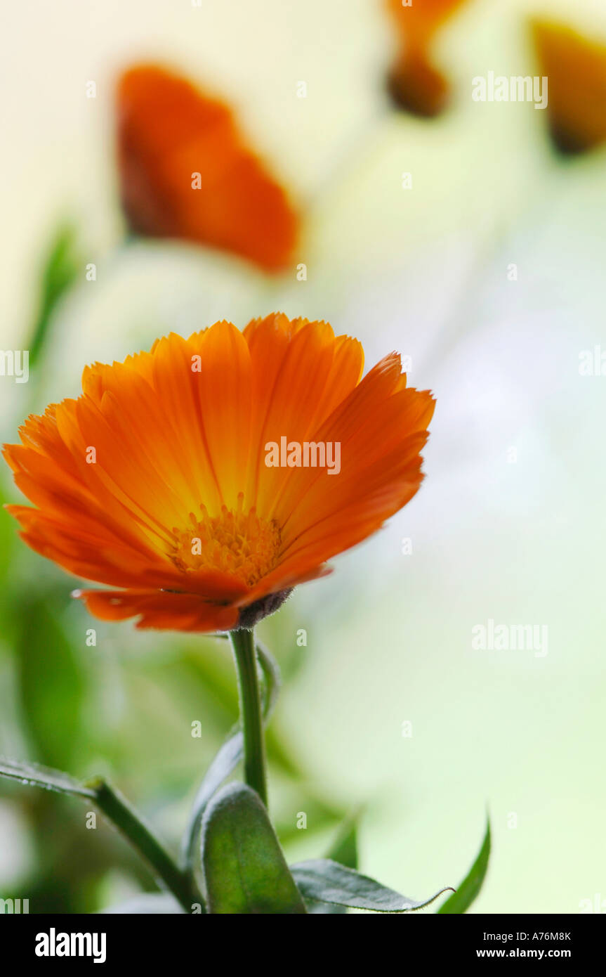 Calendula officinalis, close-up Stock Photo - Alamy