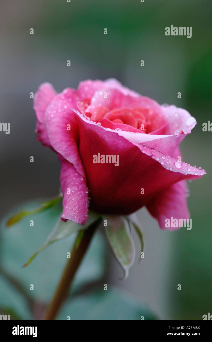Pink rose, close-up Stock Photo - Alamy