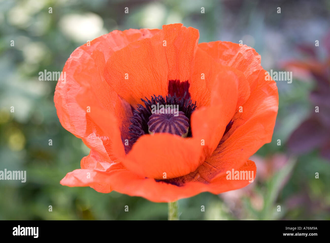 The crinkled petals of a red Oriental Poppy Papaver Orientale Stock ...