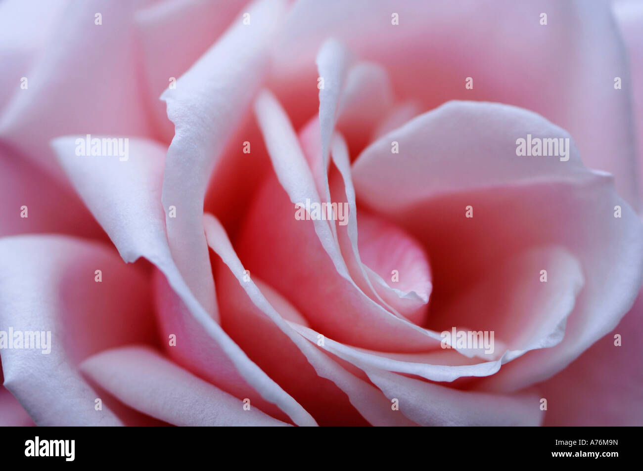 Pink rose, close-up Stock Photo - Alamy