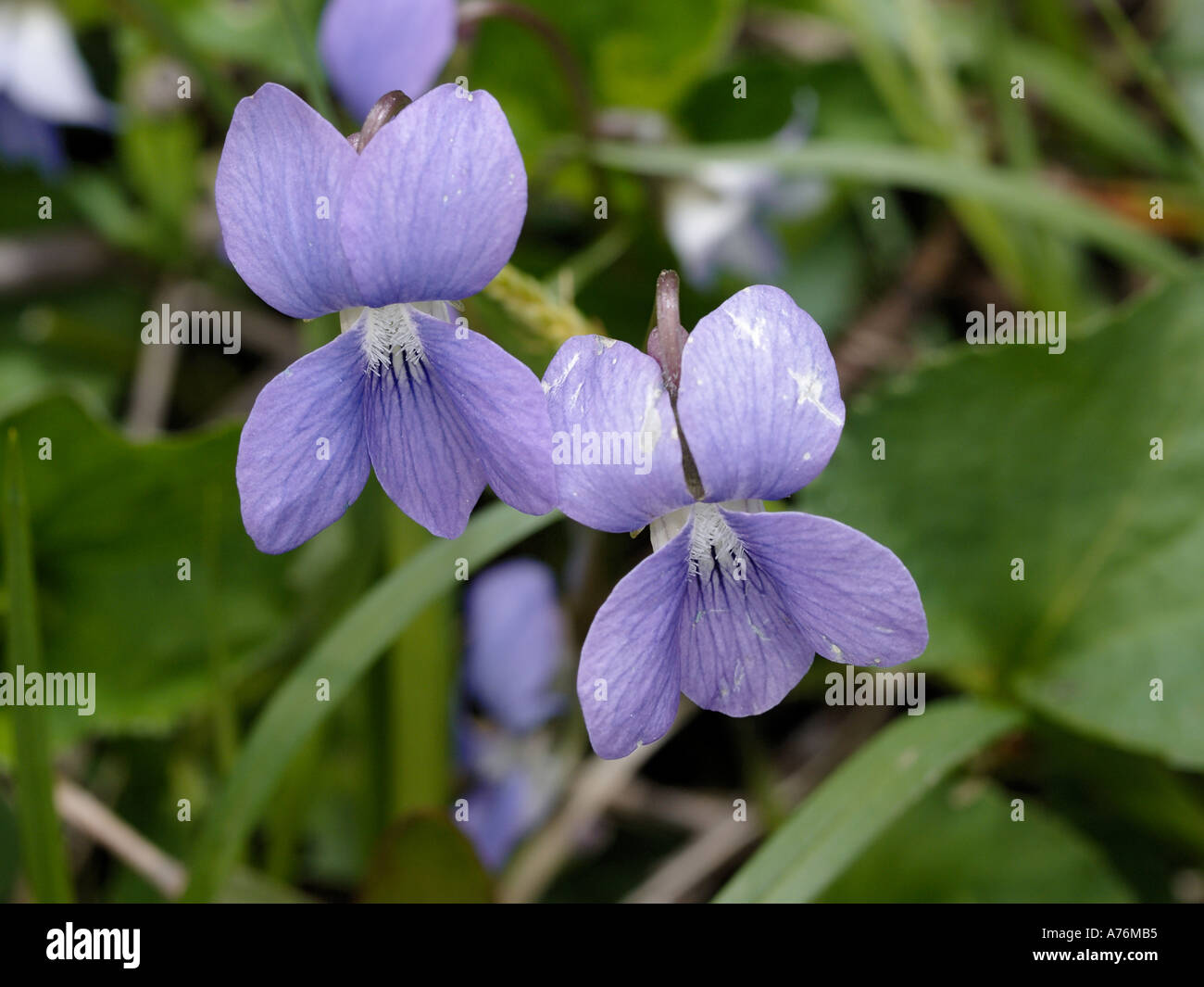 Viola Papilionacea High Resolution Stock Photography and Images - Alamy