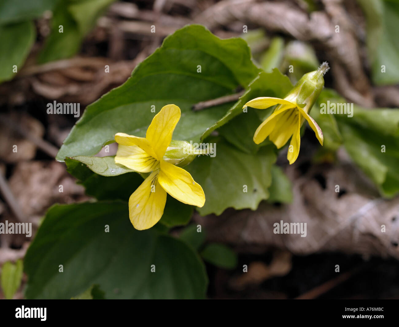 Downy yellow violet hi-res stock photography and images - Alamy