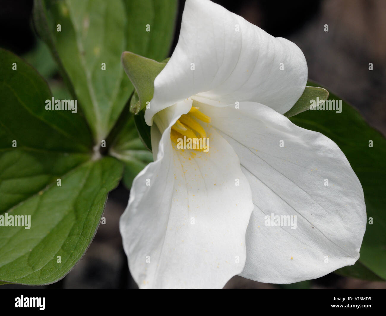 Great White Trillium Trillium Grandiflorum are a rare wildflower ...