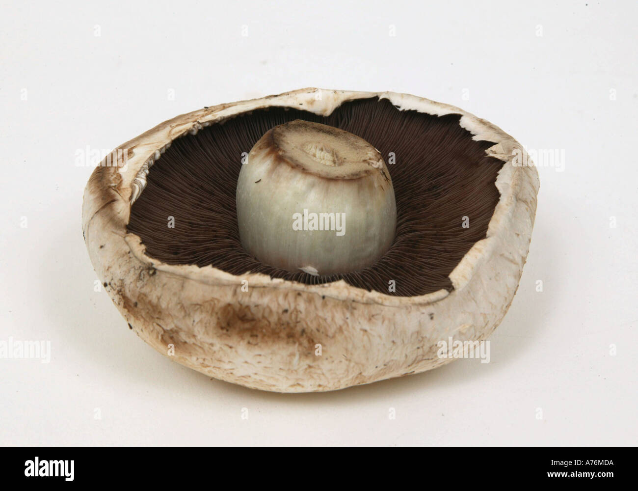 Mushroom Picture by Barry Bland Stock Photo - Alamy