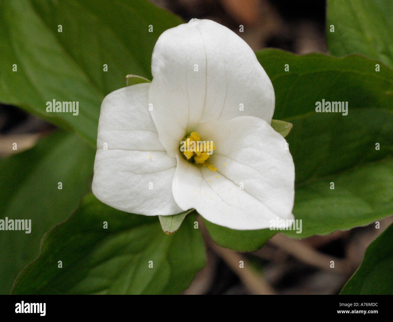 Great White Trillium Trillium Grandiflorum are a rare wildflower ...