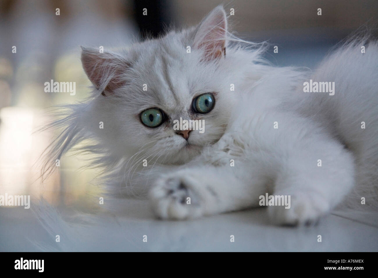 White Persian cat, close-up Stock Photo - Alamy