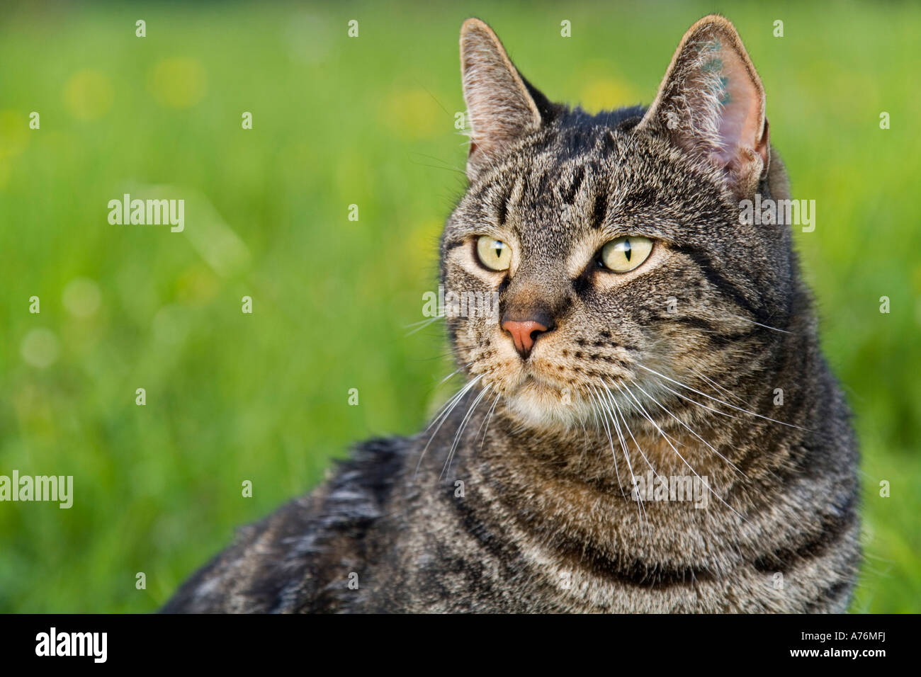 Cat in meadow Stock Photo - Alamy