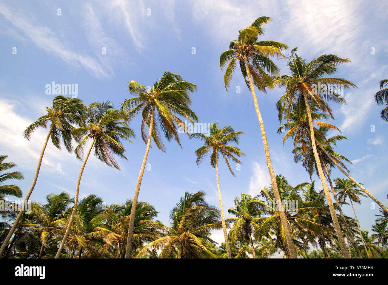 Coconuts in a coconut tree cocos nucifera hi-res stock photography and ...