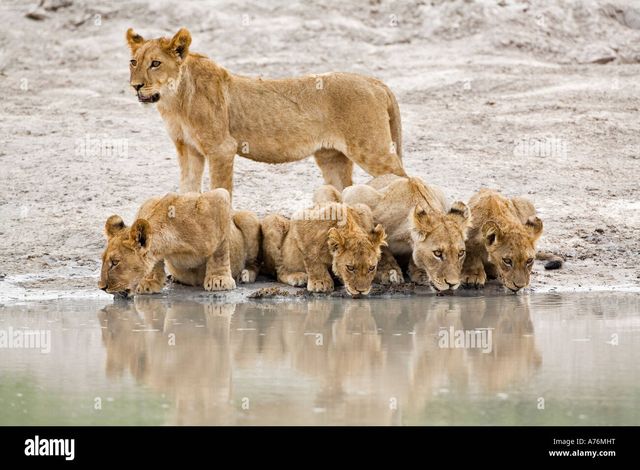 Africa, Botswana, Lioness and cubs Stock Photo - Alamy