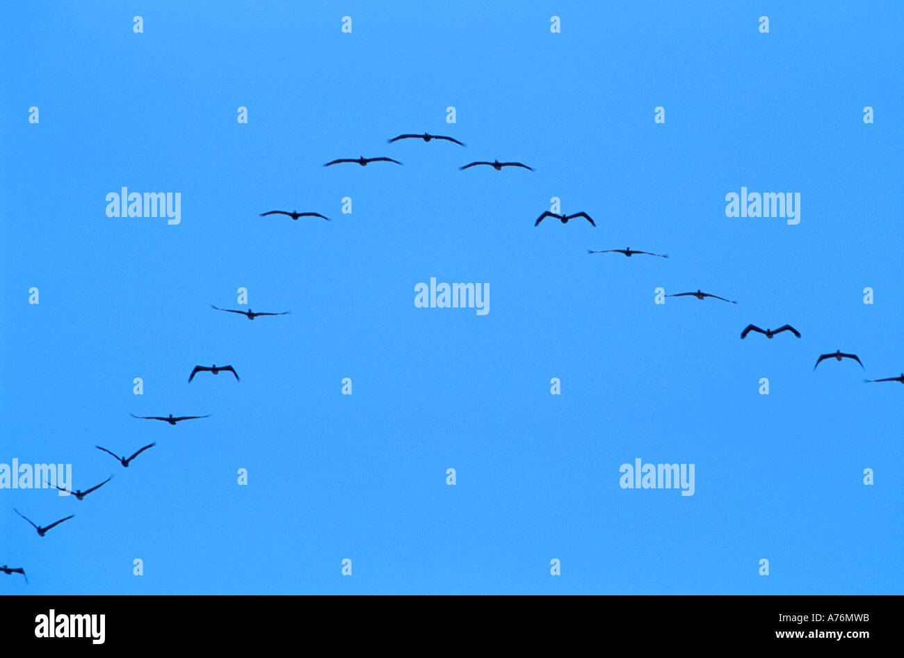 A flock of migrating geese flying in a V formation against a clear blue ...