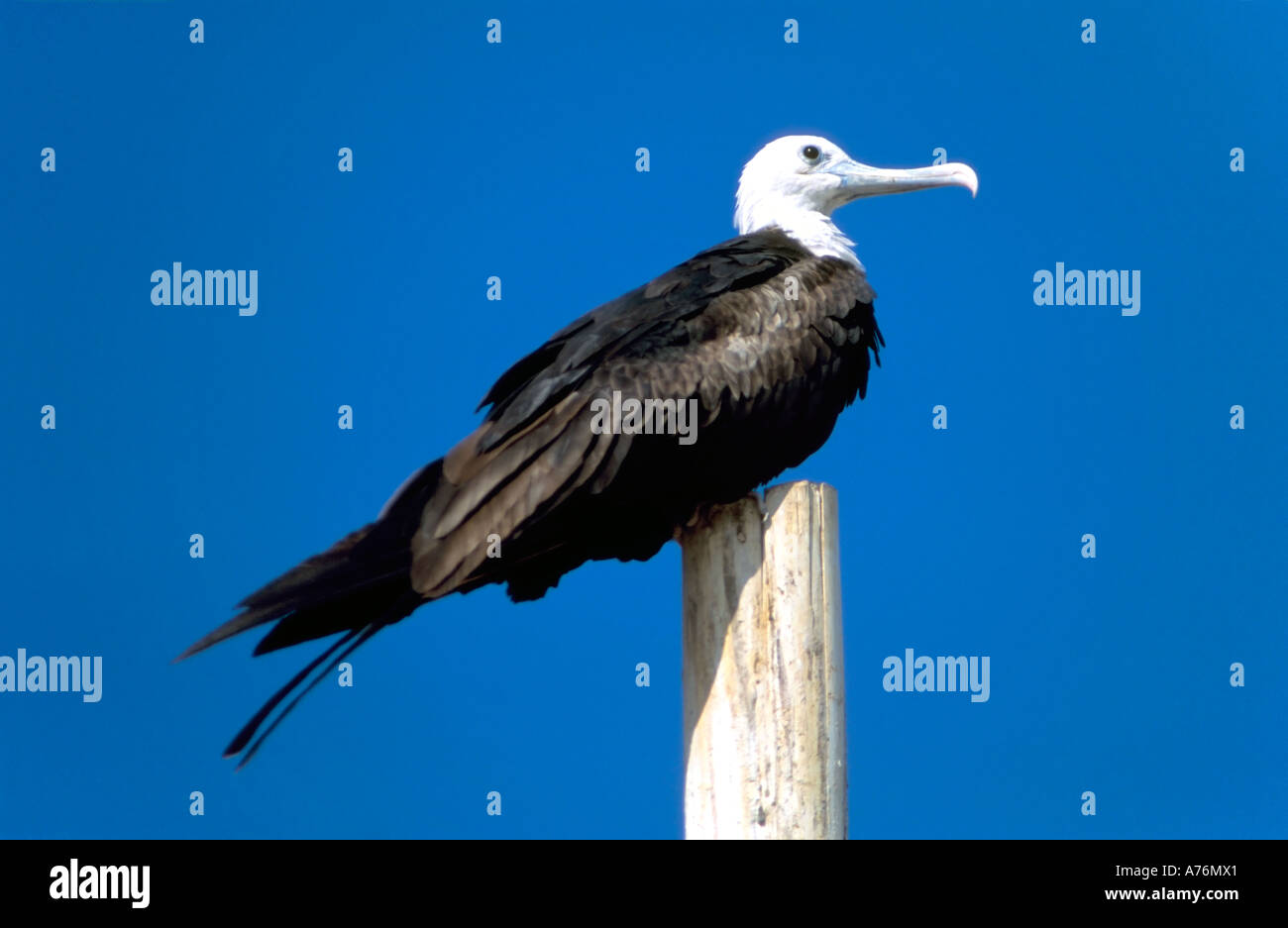 Albatross sitting up close hi-res stock photography and images - Alamy