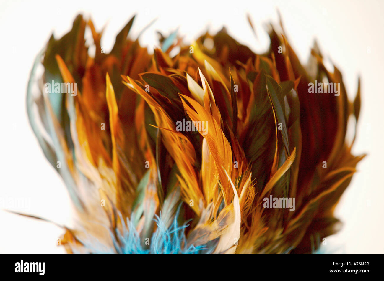 Bunch of plumes Stock Photo - Alamy