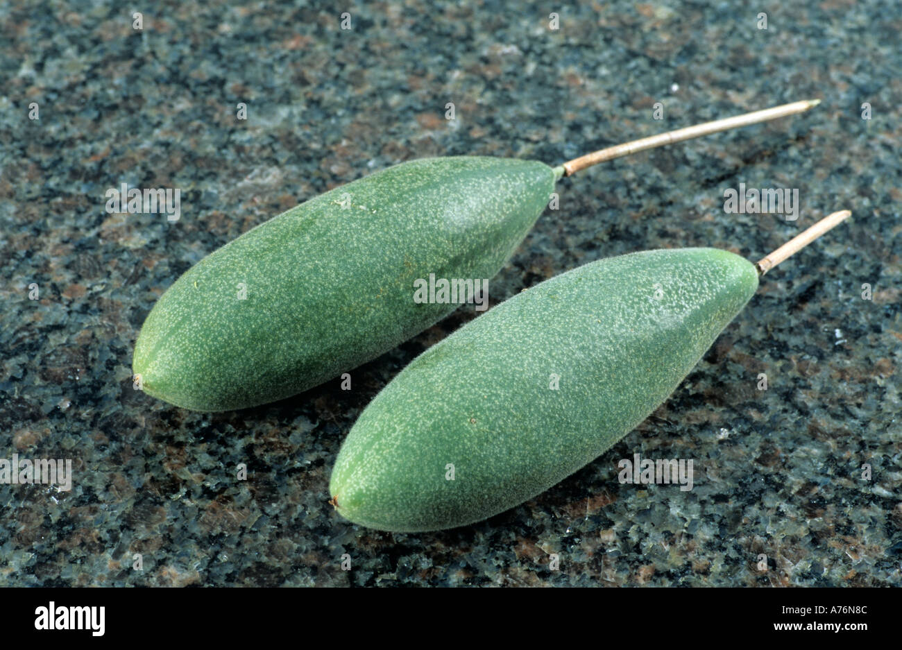Curuba Fruit High Resolution Stock Photography and Images - Alamy