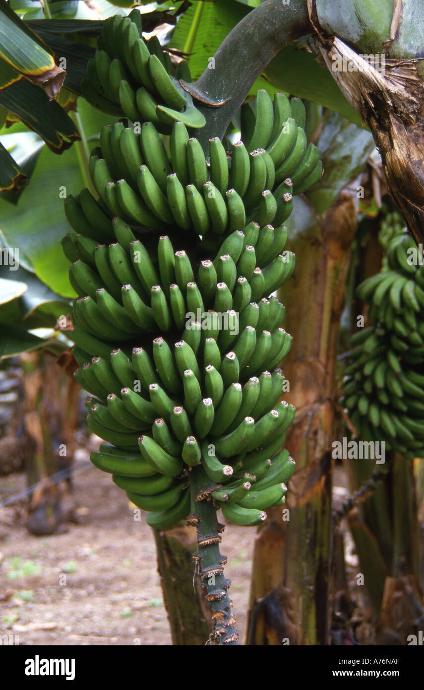 A hand of bananas on a banana plant Stock Photo - Alamy