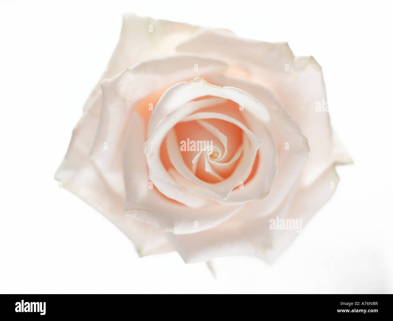 Rose flower, close-up Stock Photo - Alamy