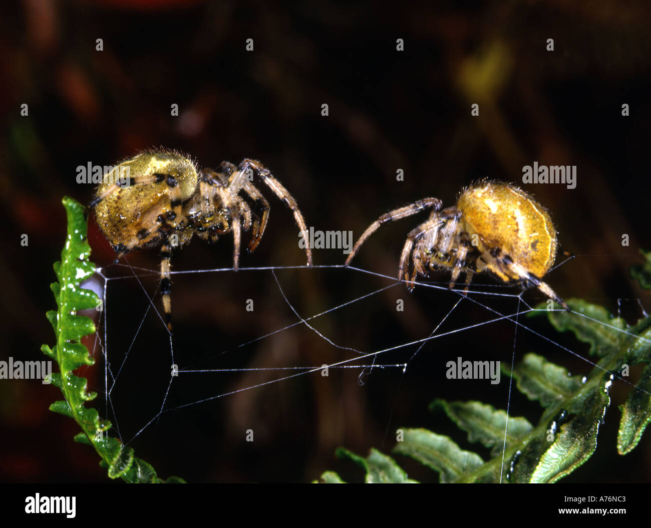 Two adult female spiders facing each other on plant Araneus ...