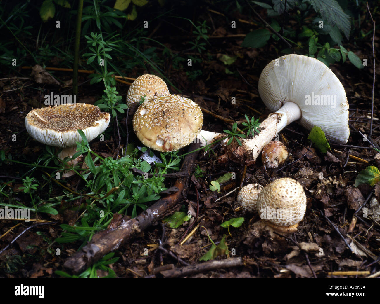 Group of toadstools on deciduous woodland floor Stock Photo - Alamy