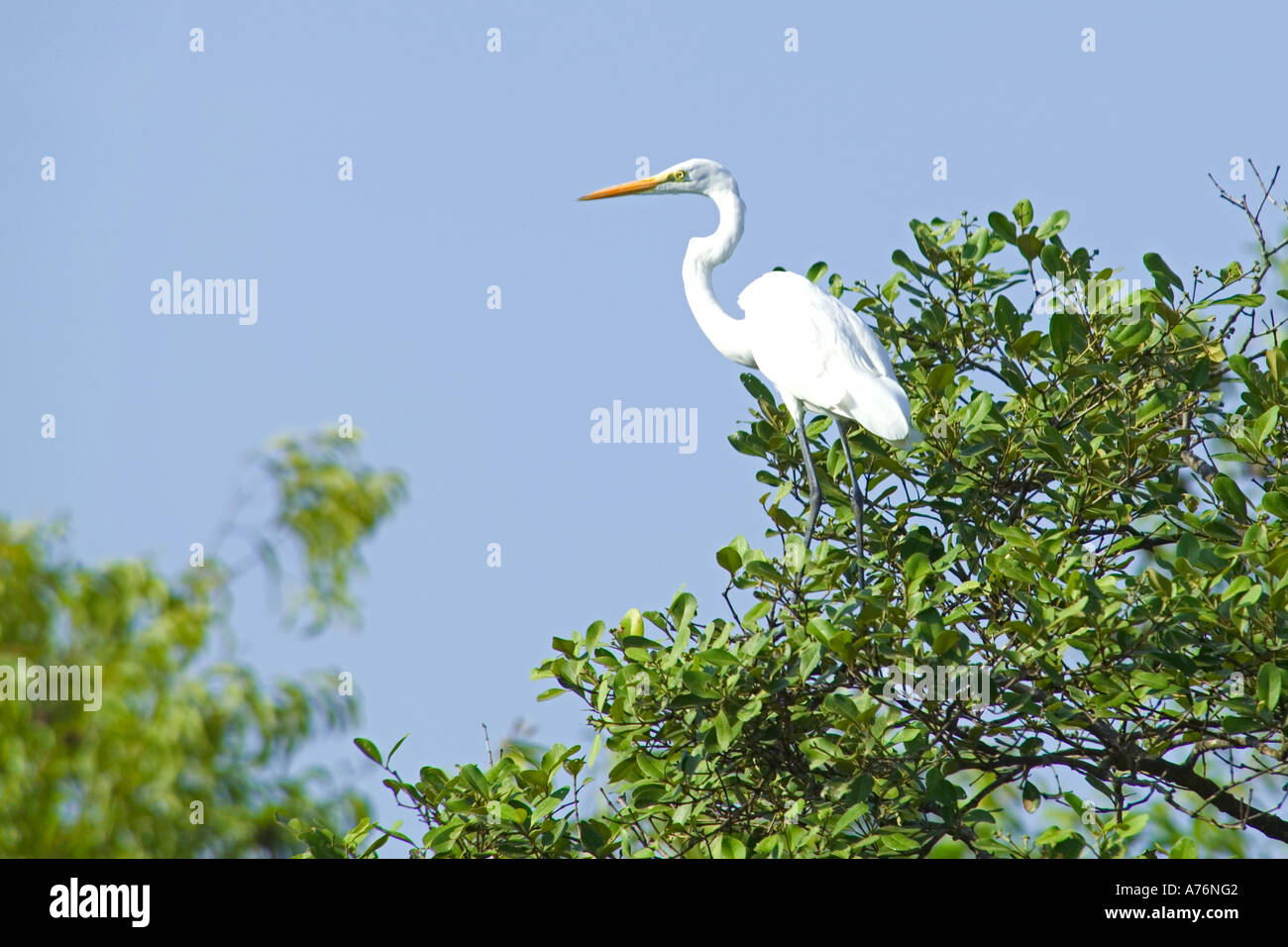 A solitary Great Egret (Ardea alba), aka Great White or Common Egret ...