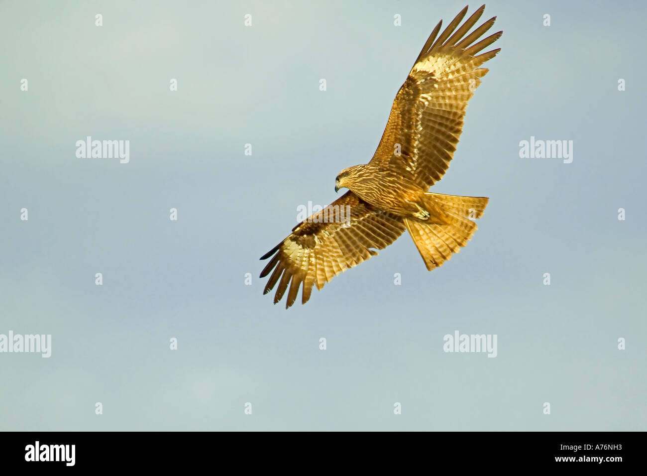 Family flying kite black hi-res stock photography and images - Alamy