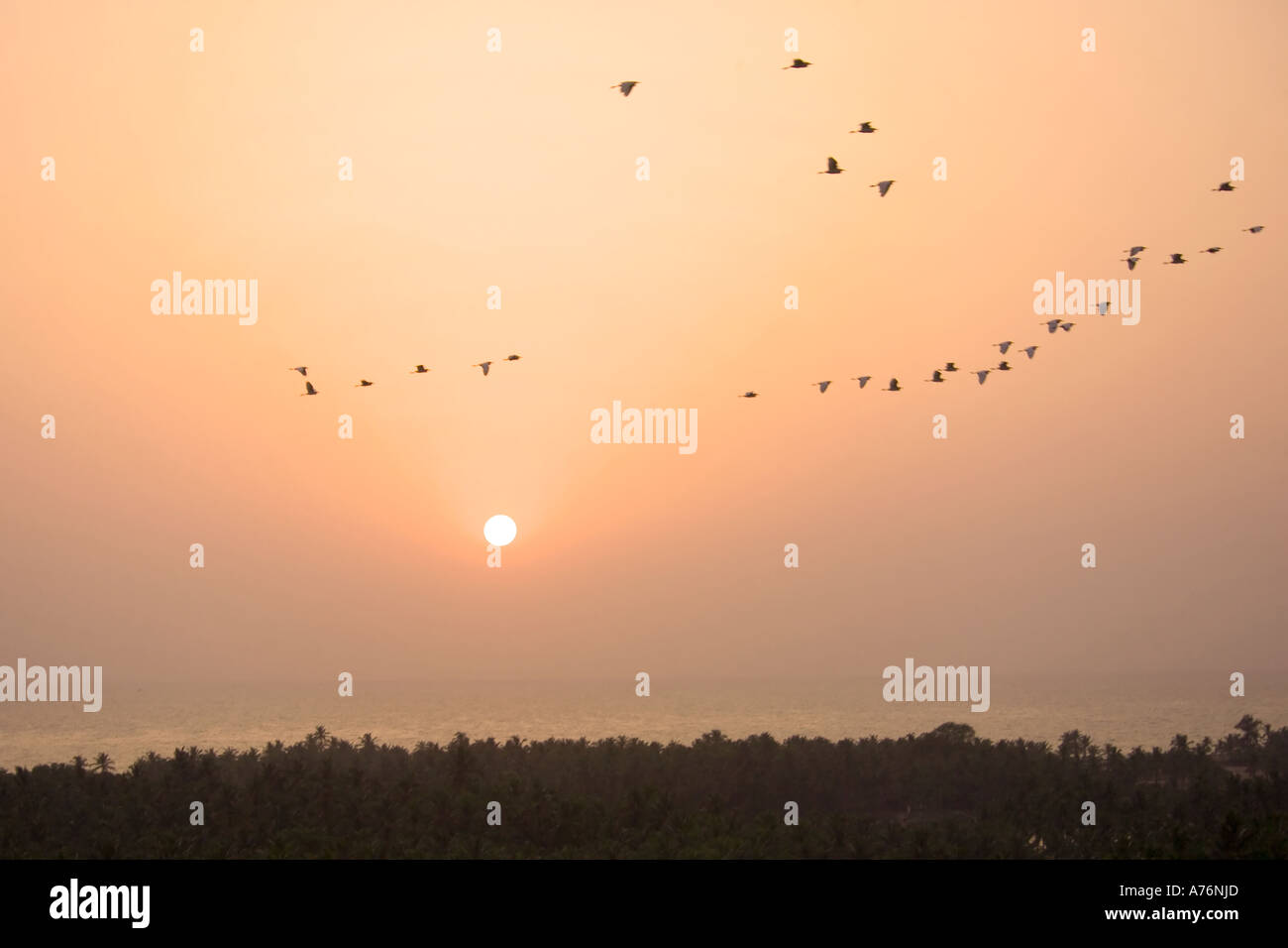 Egrets flying in formation hi-res stock photography and images - Alamy
