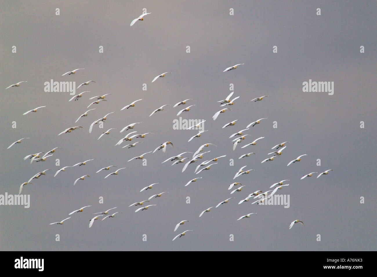 A flock of Great Egrets (Ardea alba) aka Great White or Common Egret ...