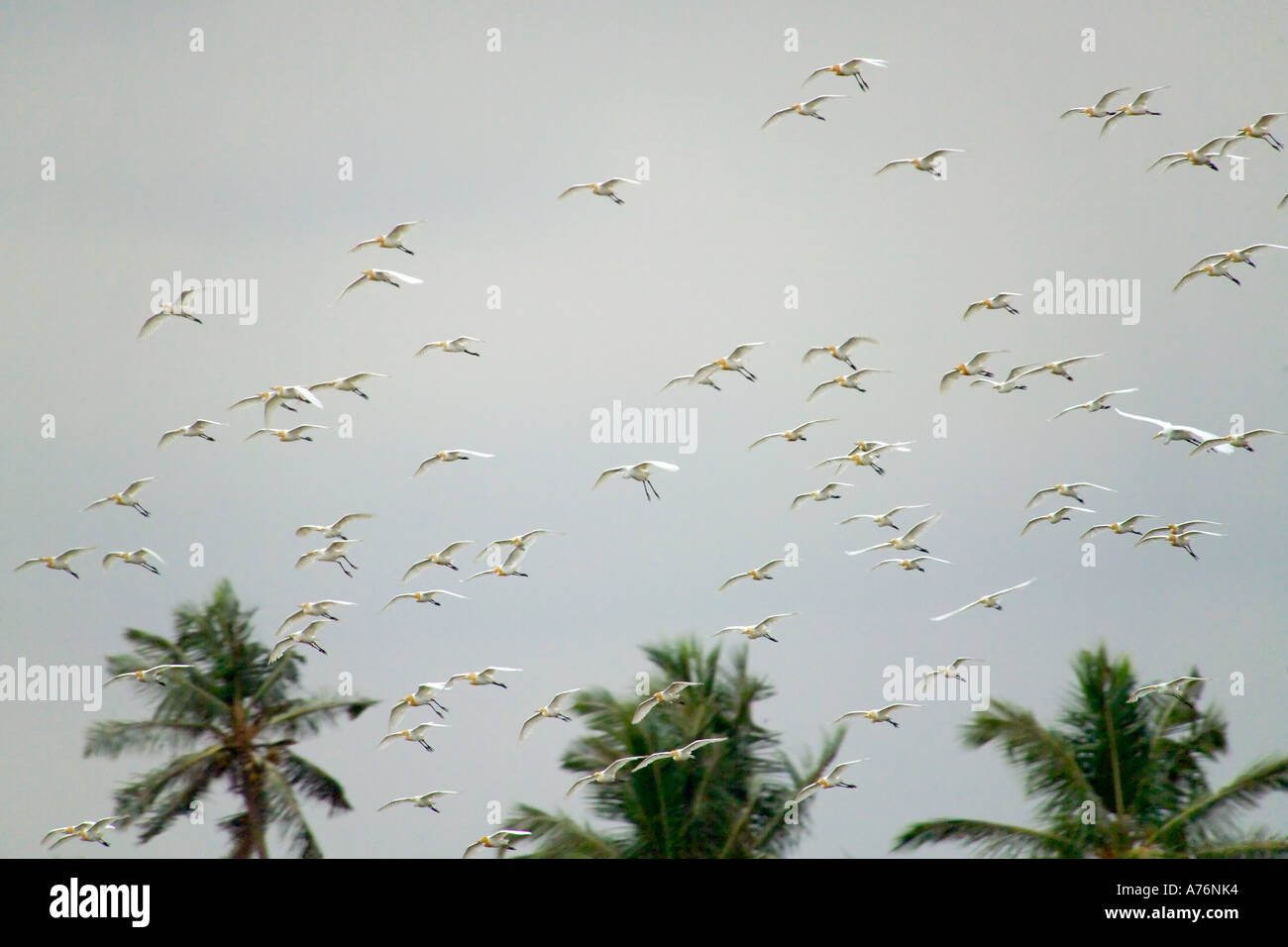 A flock of Great Egrets (Ardea alba) aka Great White or Common Egret ...