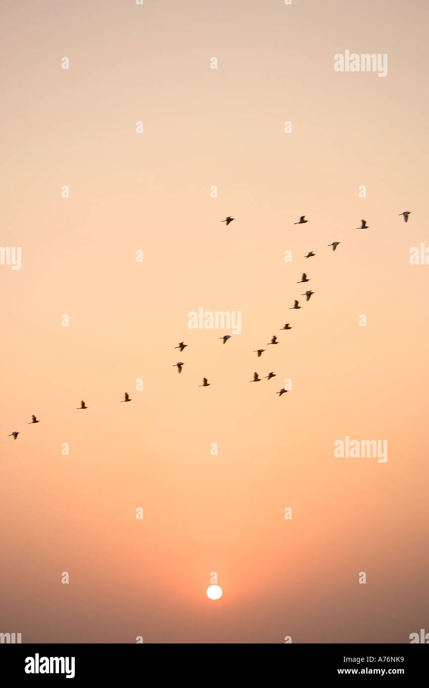 Egrets flying in formation hi-res stock photography and images - Alamy