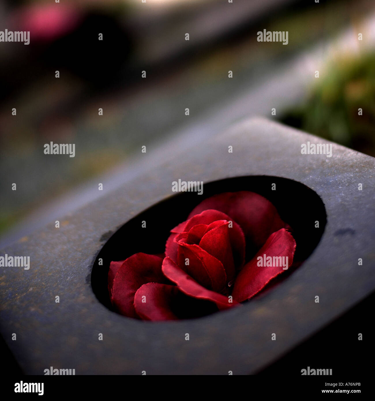 red rose at gravestone Stock Photo - Alamy