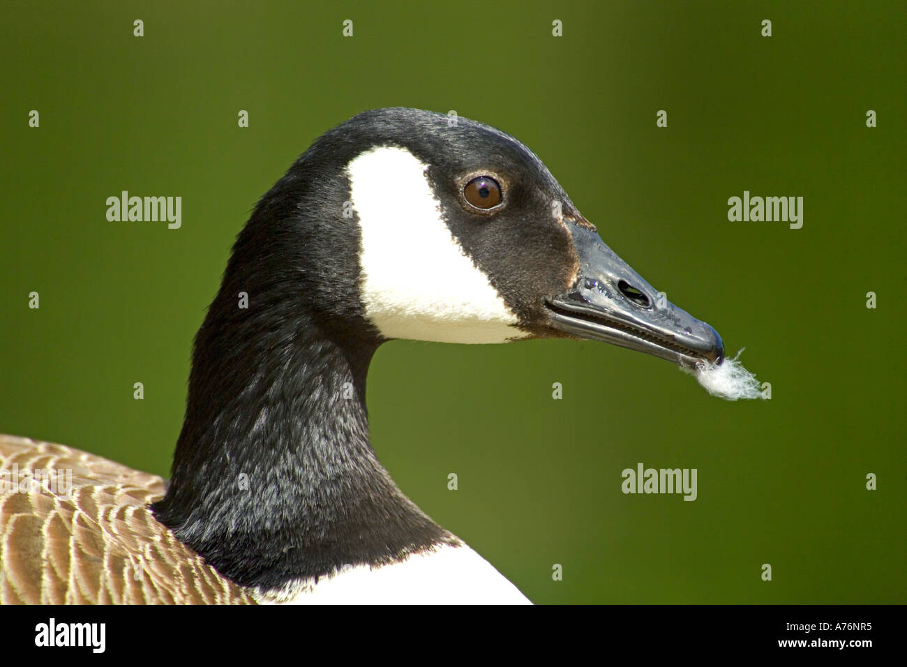 Close up of a Canadian Goose (Branta canadensis) head on a green ...