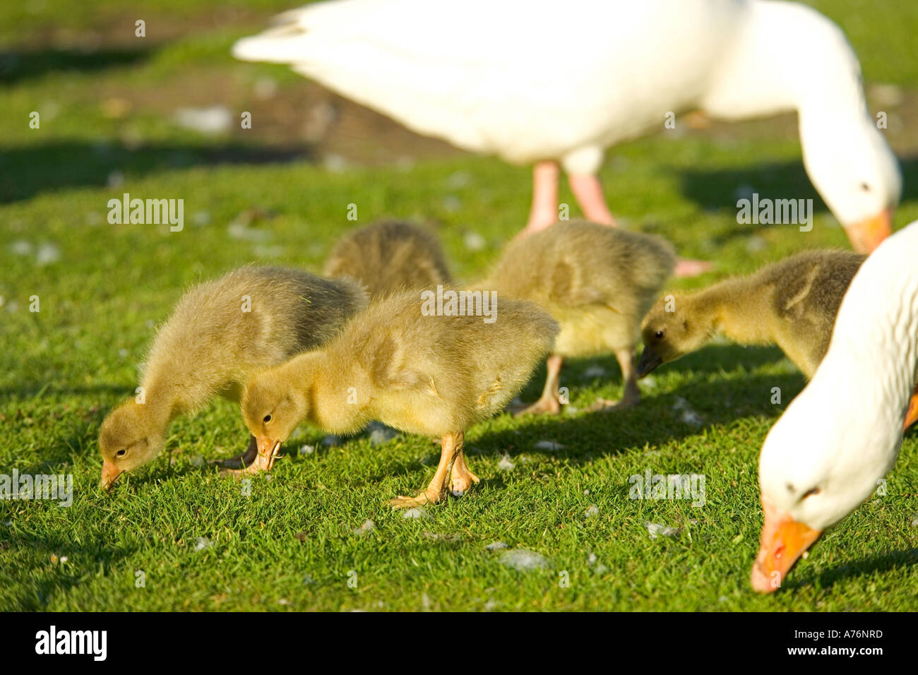 Bremen Geese High Resolution Stock Photography and Images - Alamy
