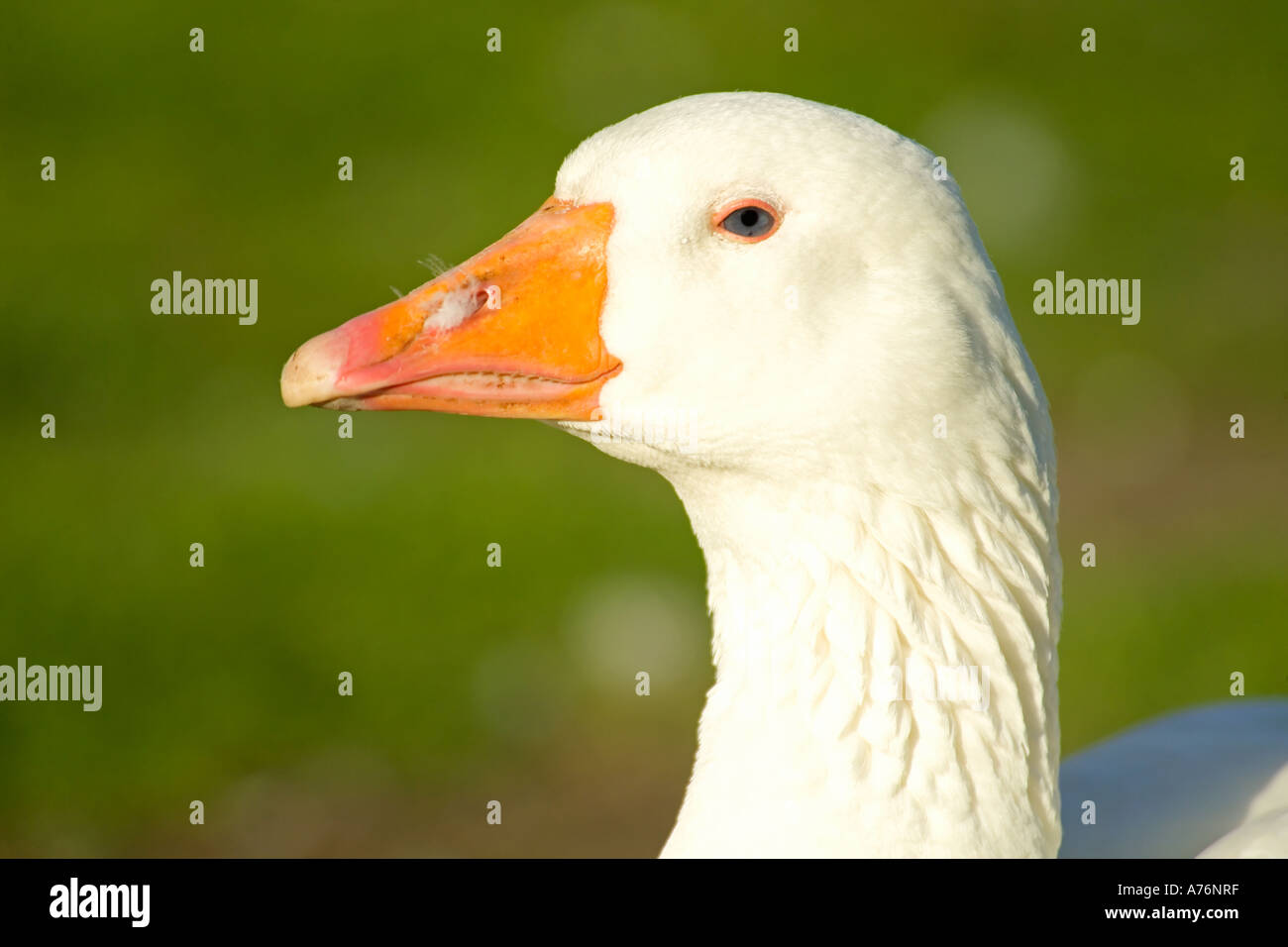 Close up of an Embden goose aka Bremen goose head in the sunshine Stock ...