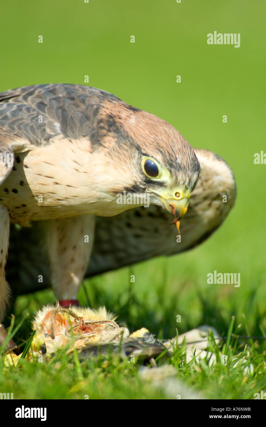 Close up of a Lanner Falcon (Falco biarmicus) displaying the 'mantle ...