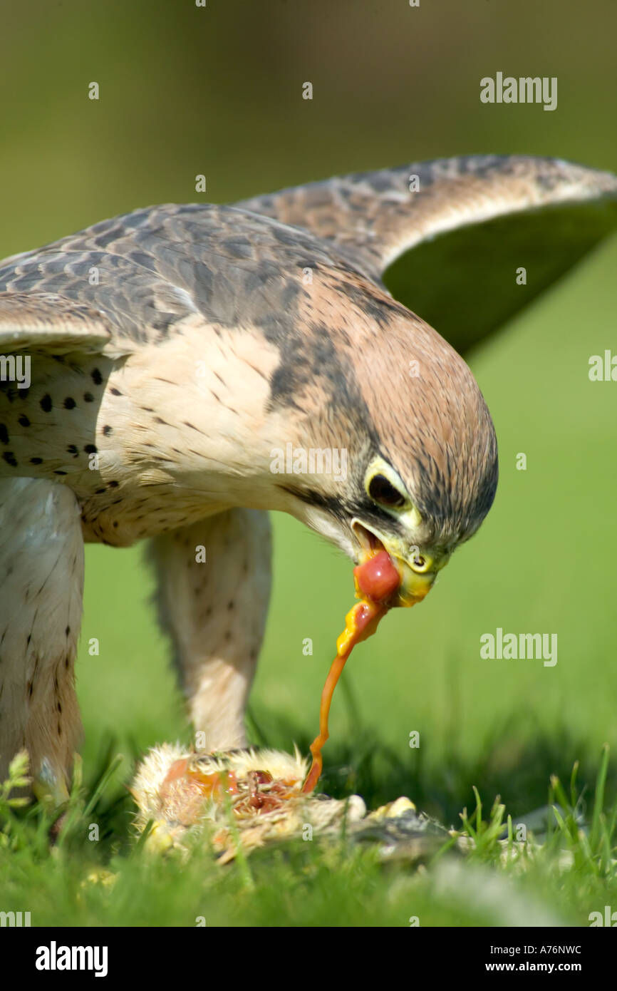 Close up of a Lanner Falcon (Falco biarmicus) displaying the 'mantle ...