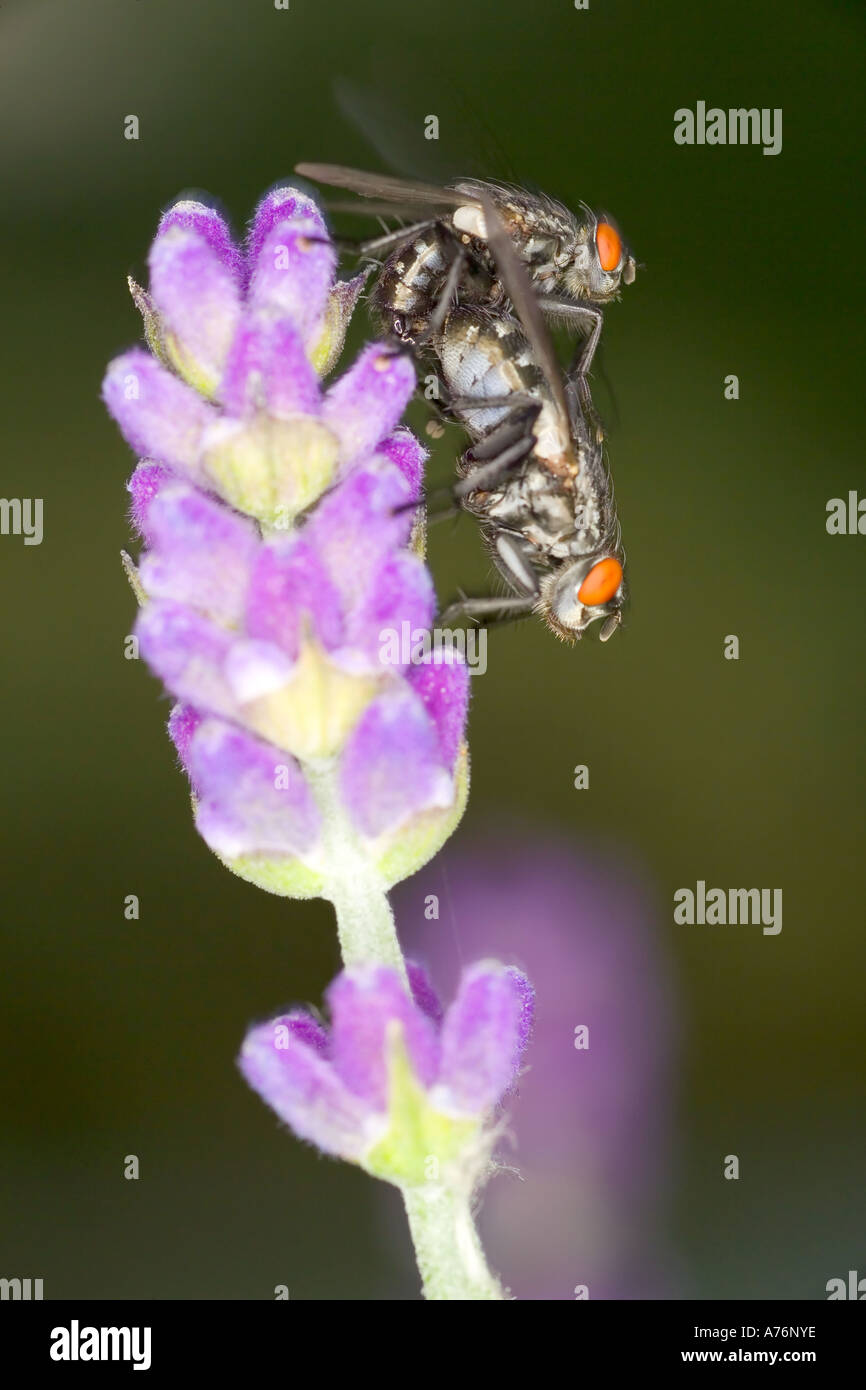 Mating male female insects flower hi-res stock photography and images ...