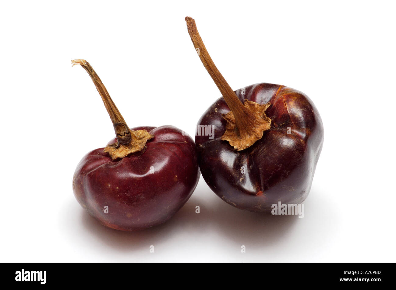 2 two Dried cascabel chilli on white background Stock Photo - Alamy