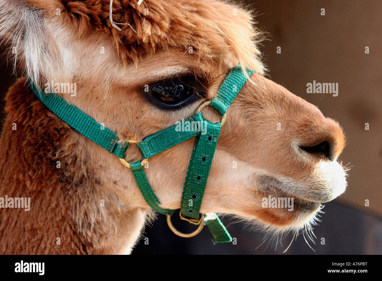 Lama being shown at the rhs autumn flower show malvern worcestershire ...