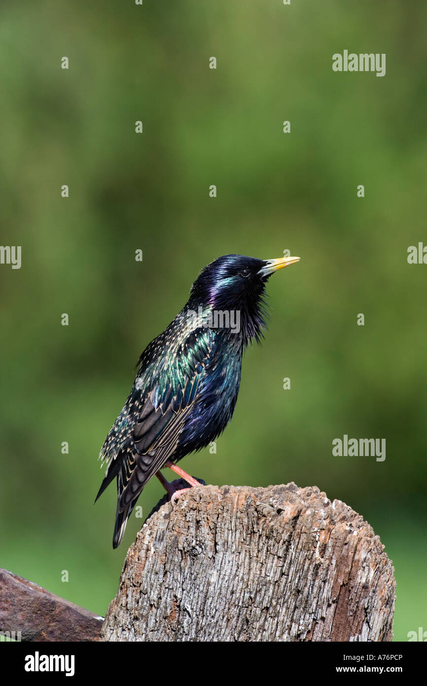 Green starling feathers hi-res stock photography and images - Alamy