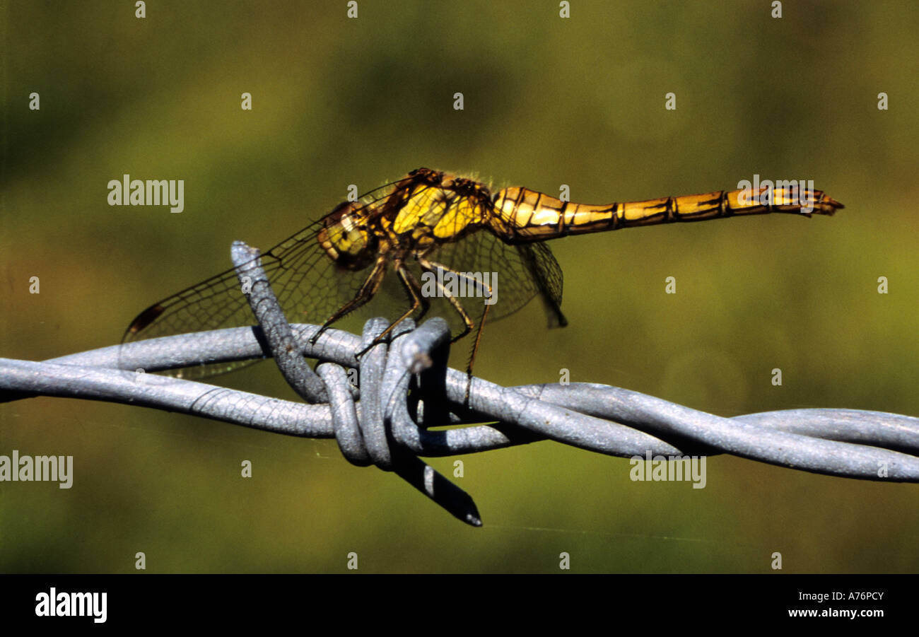 Dragonfly barbed wire hi-res stock photography and images - Alamy