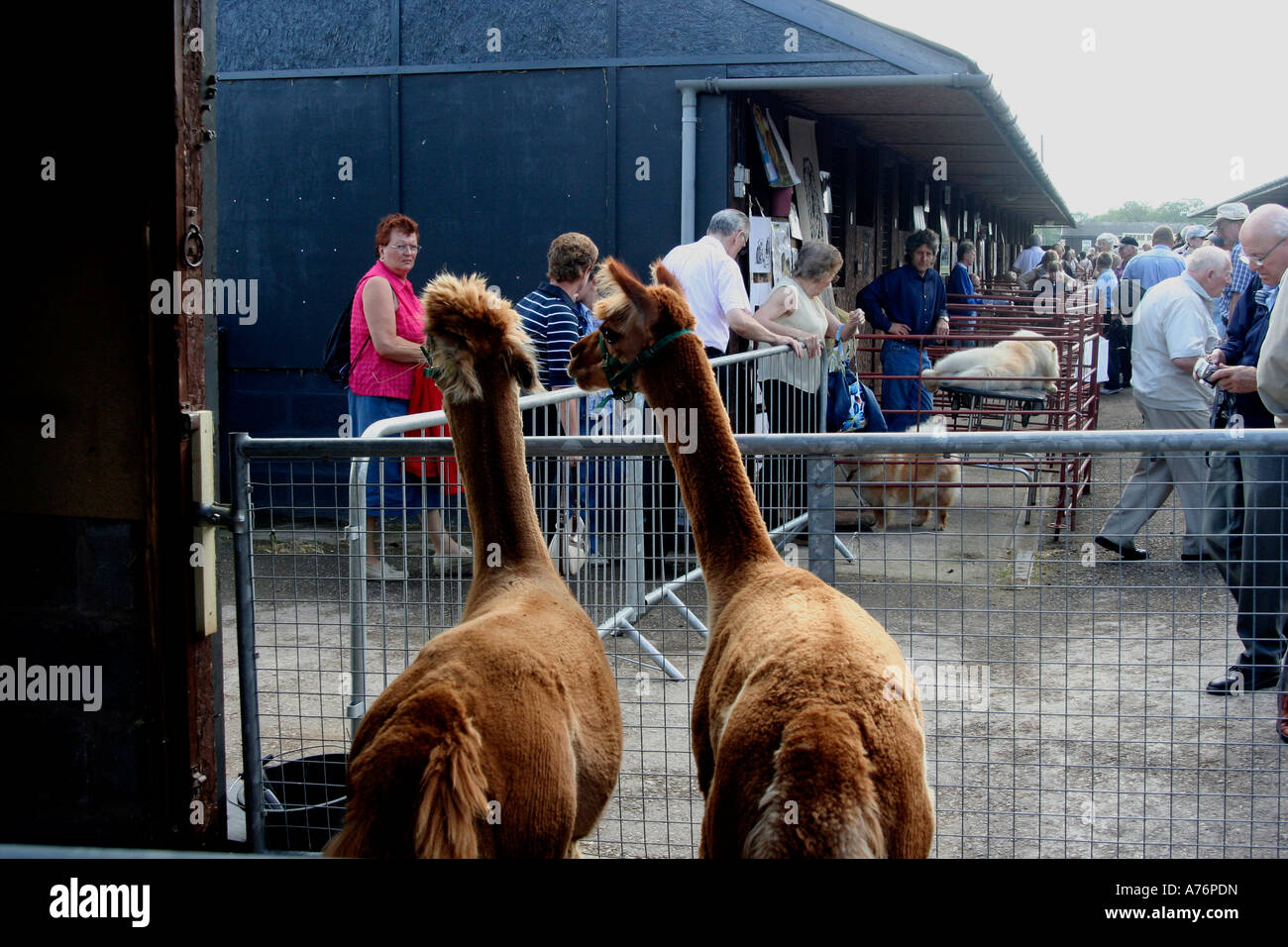 Lama being shown at the rhs autumn flower show malvern worcestershire ...