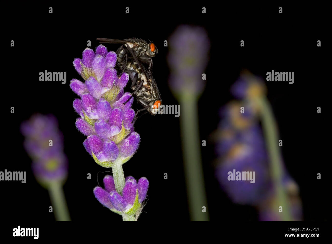 Mating male female insects flower hi-res stock photography and images ...